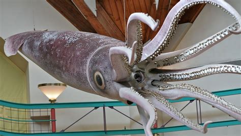 Watch Divers Come Face To Face With Giant Squid Off Japanese Coast