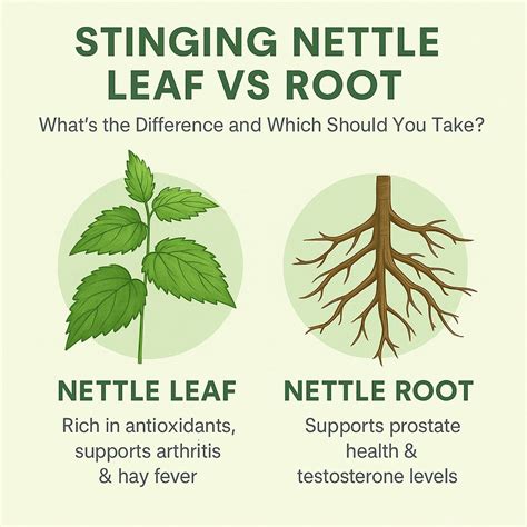 Stinging Nettle Leaf Vs Root Whats The Difference And Which Should Y