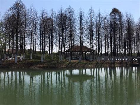 2023阳澄湖生态休闲旅游度假区门票 苏州阳澄湖生态休闲旅游度假区游玩攻略 阳澄湖生态休闲旅游度假区游览攻略路线 地址 门票价格 去哪儿攻略