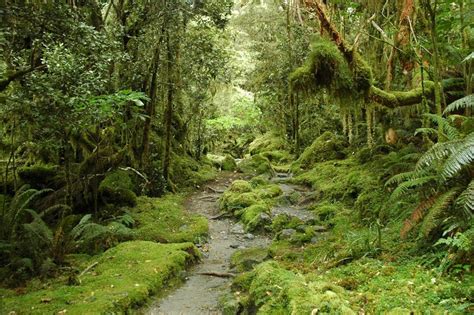 New Zealand Packages