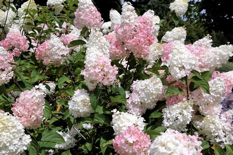 Hydrangea Bush Types