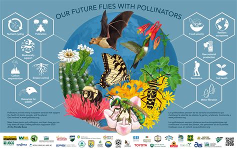 Our Future Flies With Pollinators Save Mount Diablo
