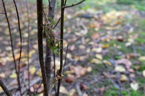 Moss Tree Nature Free Photo On Pixabay Pixabay