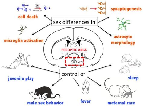 Convergence Of Sex Differences And The Neuroimmune System In Autism