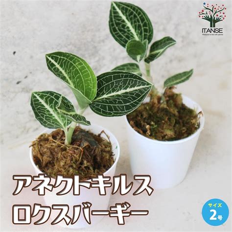楽天市場送料無料アネクトキルスロクスバーギー ジュエルオーキッド水草観葉植物 2号ポットリビングやオフィス向きサイズ