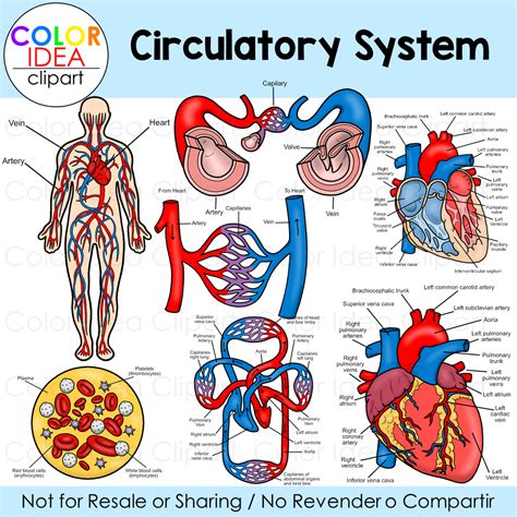 Circulatory System Made By Teachers