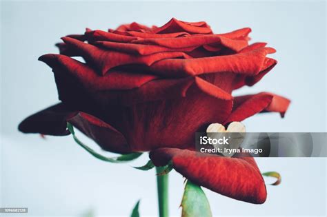 발렌타인 데이 인사말 카드 배경입니다 고급 스러운 붉은 벨벳의 꽃잎에 작은 나무 마음 상승 했다 우아한 디럭스 레드 심장 기호 장미 배경 개념에 대한 스톡 사진 및 기타