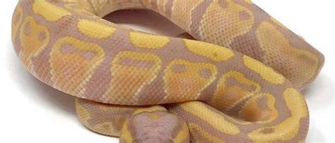 Ball Python Habitat Ball Python Enclosure Ball Python Caging