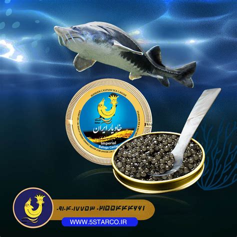 خاویار چیست؟ خاویار چه خواصی دارد؟ انواع خاویار چیست؟ خاویار 5 ستاره