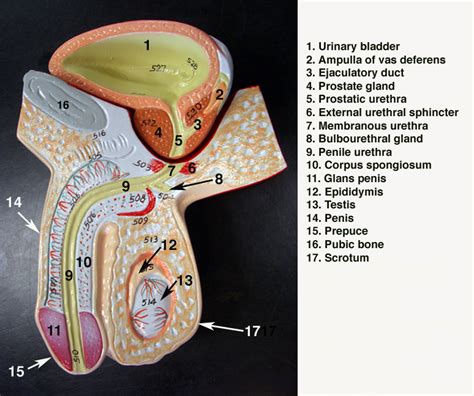 Reproductive System Male Model