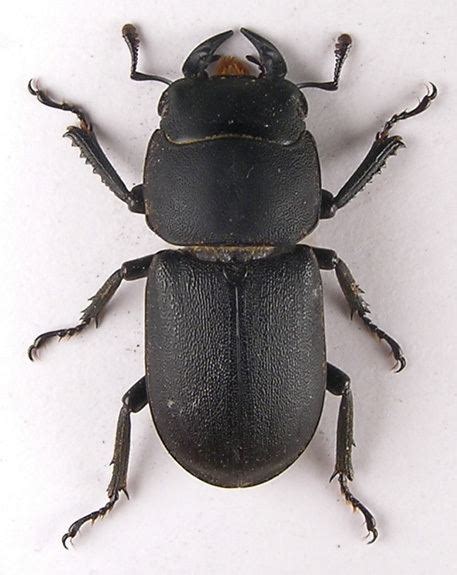 Dorcus Parallelipipedus Alchetron The Free Social Encyclopedia