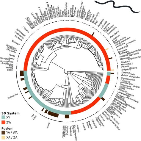 Sex Chromosome Autosome Fusions Create Multiple Sex Chromosome