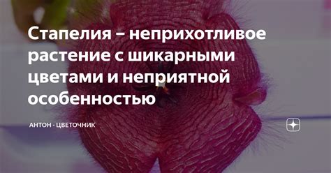 Стапелия неприхотливое растение с шикарными цветами и неприятной особенностью Антон