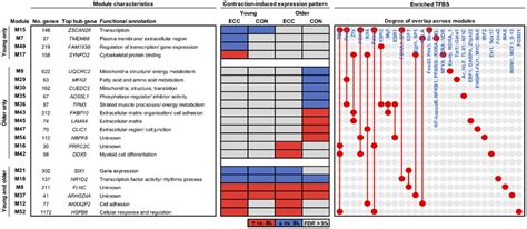 Network Analysis Of Human Muscle Adaptation To Aging And Contraction Figure F3 Aging