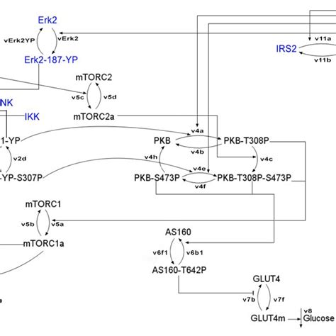 Schematic Diagram Of The Extended Model Download Scientific Diagram