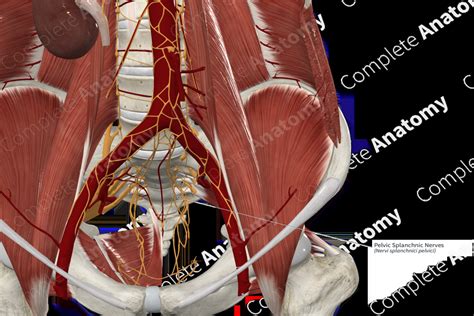 Pelvic Splanchnic Nerves Complete Anatomy