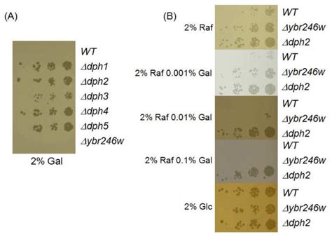 Ybr246w Is Required For The Third Step Of Diphthamide Biosynthesis