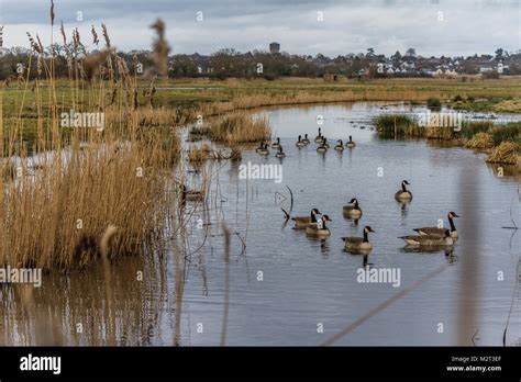 Canada Geese On Flooded Field At Rspb Reserve Of Exminster Marsh
