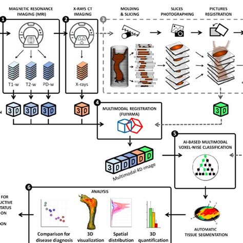 Model For Gtd Diagnosis Based On The Degree Of Trunk Internal Tissue Download Scientific