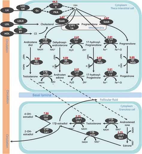The Change Of Steroid Hormone Biosynthesis Pathway In Transition From