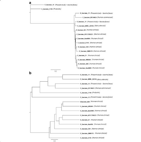 A Phylogenetic Tree Of Entercoccus Faecium Genome Sequences From The Download Scientific