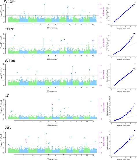 manhattan and quantile quantile plots of genome wide association