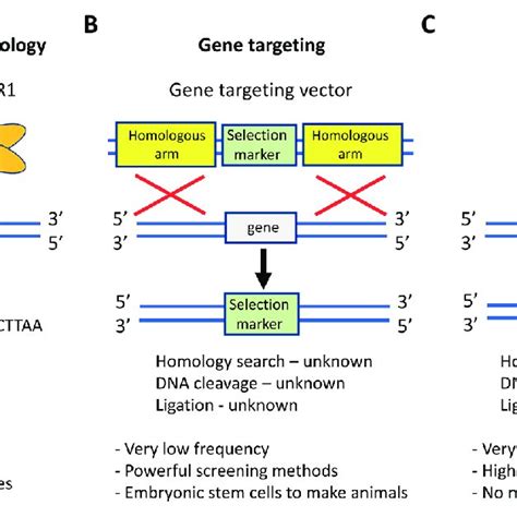 A Historical View Of Genetic Modification A Recombinant Dna