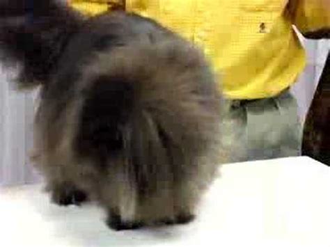 Beautiful Black Persian Cat At MSG Cat Show YouTube