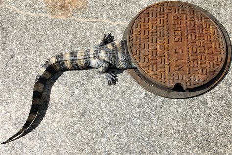Scientists ‘surprised To Find Abundance Of Alligators In Citys Sewer