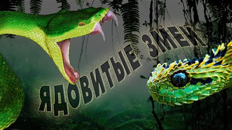 Опасайтесь встречи с ними Топ 10 самых ядовитых змей в мире ТопСон Youtube