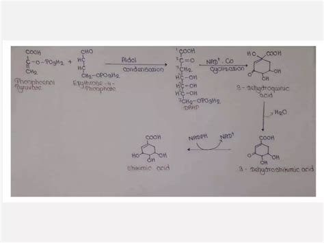 Metabolic Pathway In Higher Plants And Their Determination Pptx