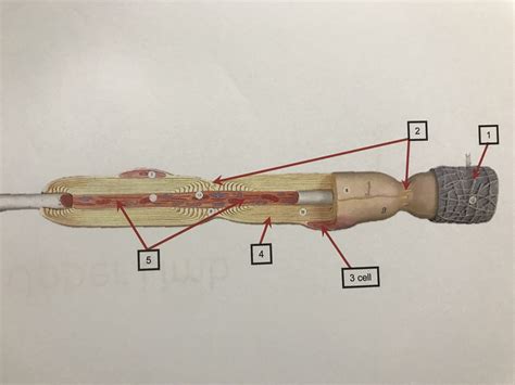 Neuron 3 Diagram Quizlet