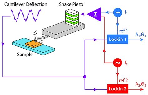 Bimodal Atomic Force Microscopy Imaging Of Collagen Fiber Ultrastructure 2010 Wiley