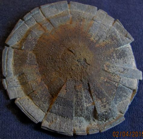 Echinoid Coenholectepus Member Collections The Fossil Forum