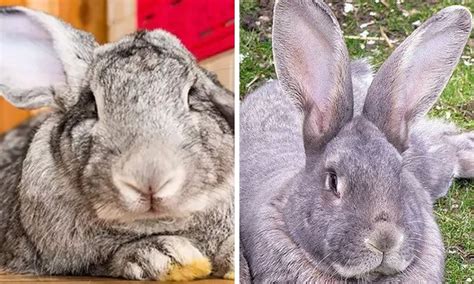The Gentle Giants A Guide To Large Rabbit Breeds For 2025