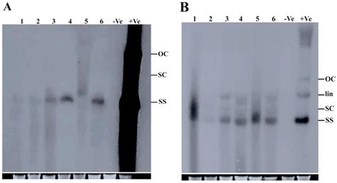 Southern Blot Hybridization Analysis Of Begomovirus And Betasatellite