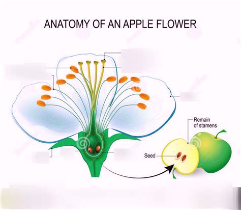 Biologie H5 Planten Anatomie Van Een Bloem Diagram Quizlet