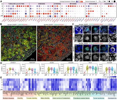 Transcriptional Progression During Meiotic Prophase I Reveals Sex Specific Features And X