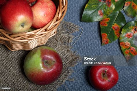 잘 익은 육즙 사과와 고리 버들 바구니 인근에는 사과나무의 사과와 단풍이 몇 개 있습니다 새 자르기 회색 배경에 가을에 대한 스톡 사진 및 기타 이미지 Istock
