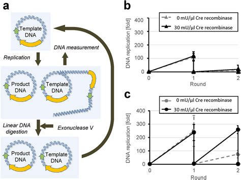 Replication Of The Reproduced Circular Dna A Experimental Scheme