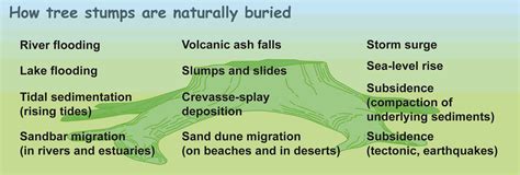 Upright Standing Fossil Tree Stumps Fossils Kentucky Geological Survey University Of Kentucky