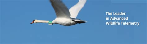 Cellular Tracking Technologies Linkedin