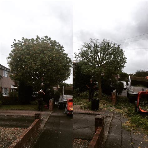 Tree Reduction In Bristol Bristol Tree Services