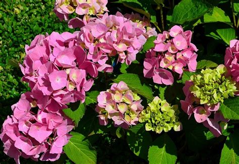 10 Common Hydrangea Mistakes And How To Avoid Them