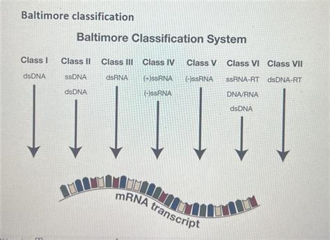Solved Baltimore Classification Baltimore Classification