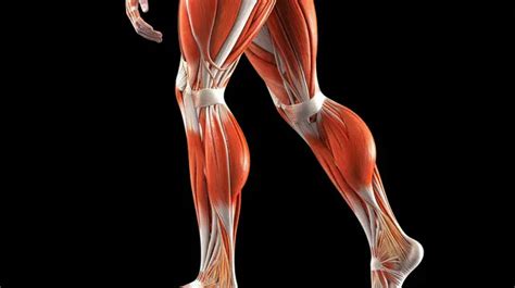 근육 검은색으로 포즈를 취한 건물 체격 근육 사진 약 배경 일러스트 및 사진 무료 다운로드 Pngtree