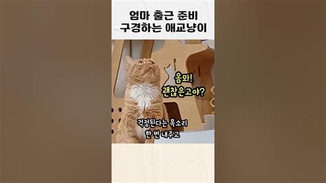 엄마 출근 준비 구경하는 껌딱지 아들냥이😺 Youtube
