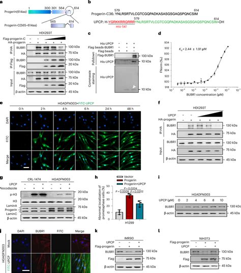 UPCP Prevents BUBR1 From Interacting With Progerin And Modulates BUBR1 Download Scientific