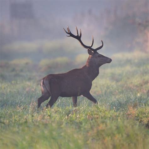 Wildfleisch online kaufen – Reh, Hirsch & Wildschwein