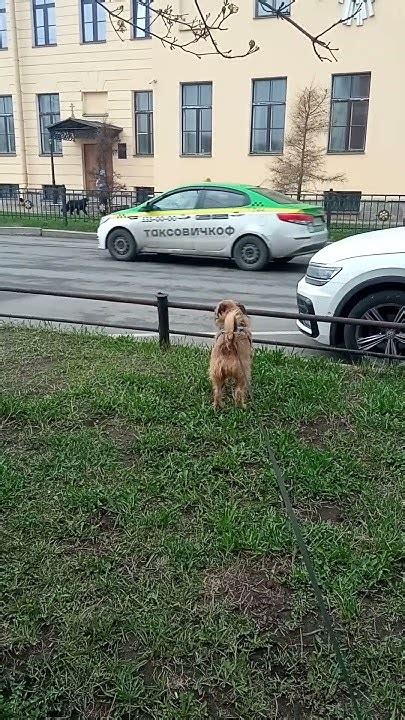 собака соня Санкт Петербург Youtube